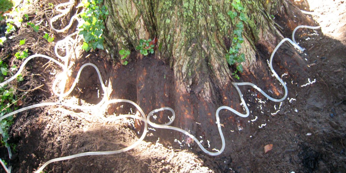Tree Injection For Pesticides – Why It Is Great For Tree Care & The ...