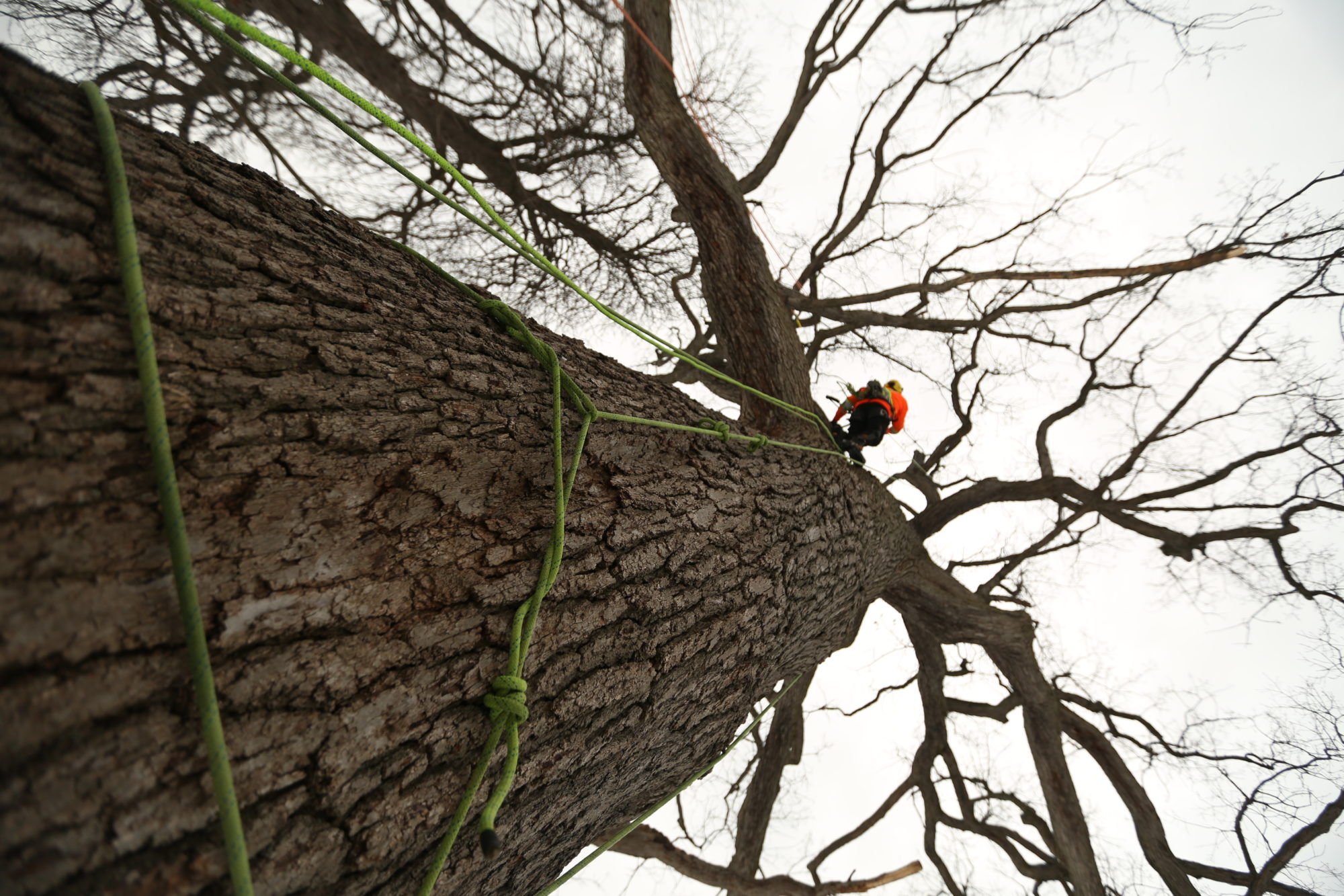 Home - Cohen Master Trees Cohen Master Trees