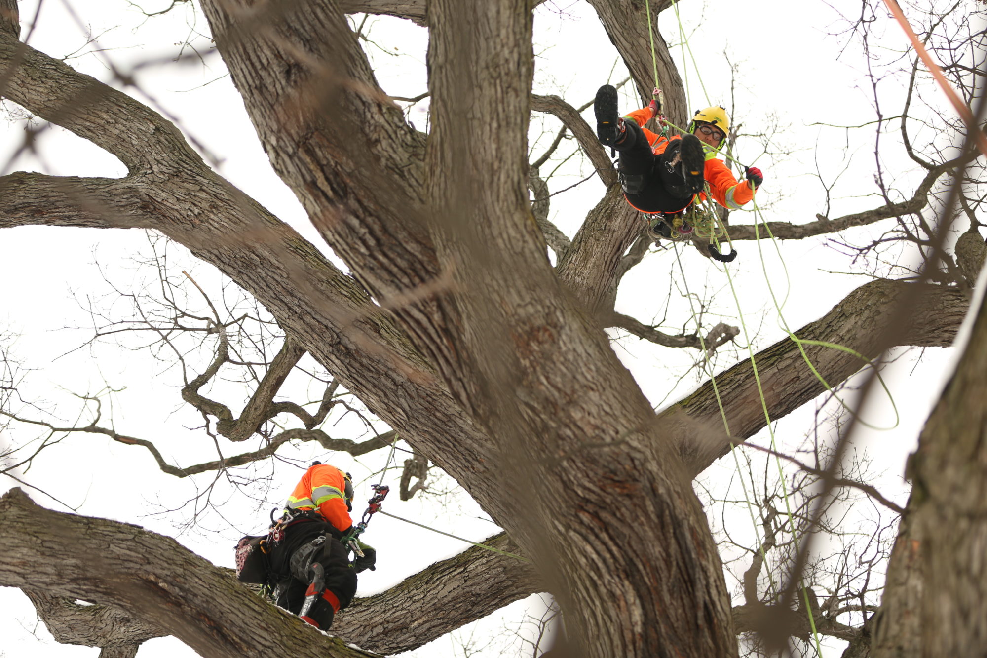 Home - Cohen Master Trees Cohen Master Trees