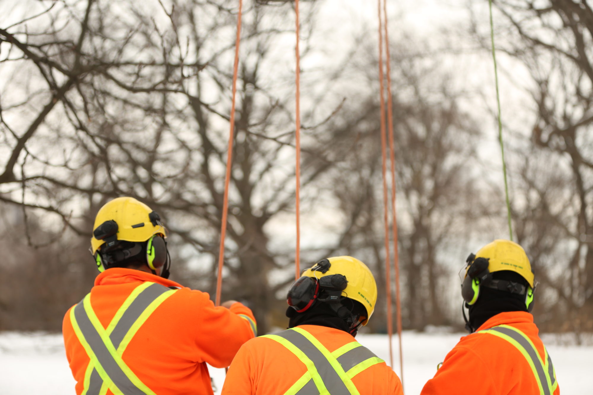 Home - Cohen Master Trees Cohen Master Trees