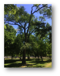 Tree Failure in the Urban Environment - Cohen & Master Trees
