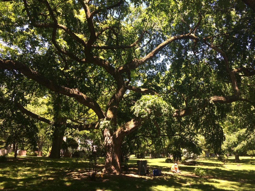 Trees in Mythology - Cohen & Master Trees