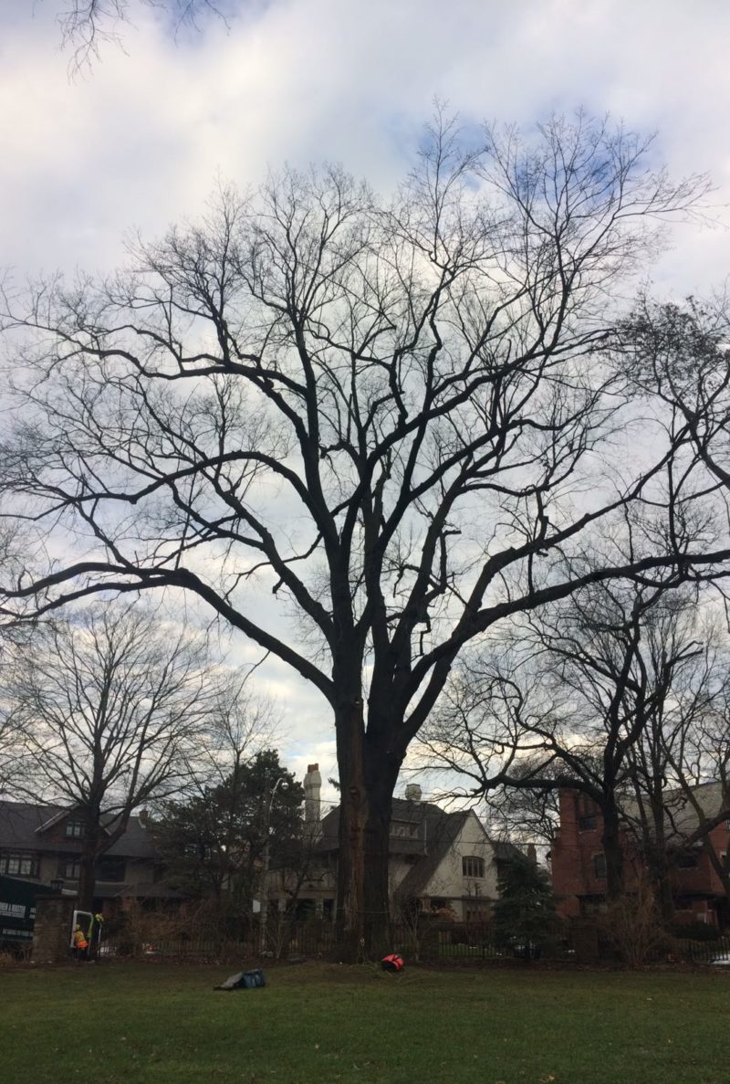 Mature Tree Care - Cohen & Master Trees