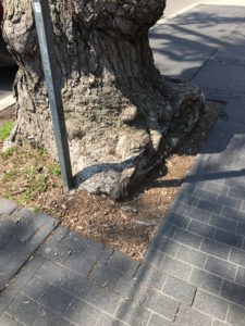 What is a Heritage Tree? - Cohen & Master Trees