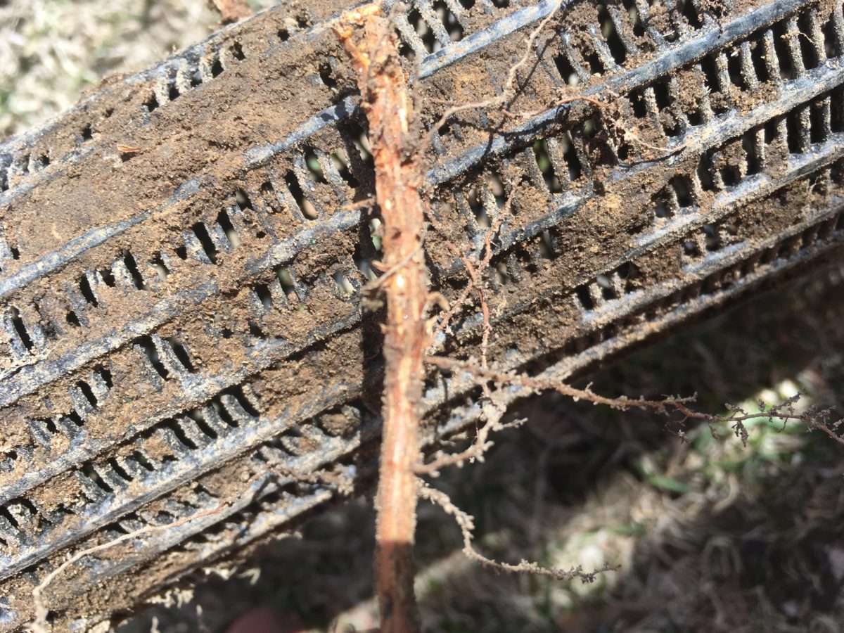 Case Study - Aeration Tubes and Tree Root Growth - Cohen & Master Trees