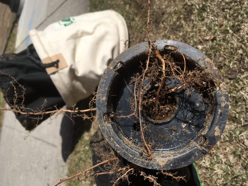 Case Study - Aeration Tubes and Tree Root Growth - Cohen & Master Trees