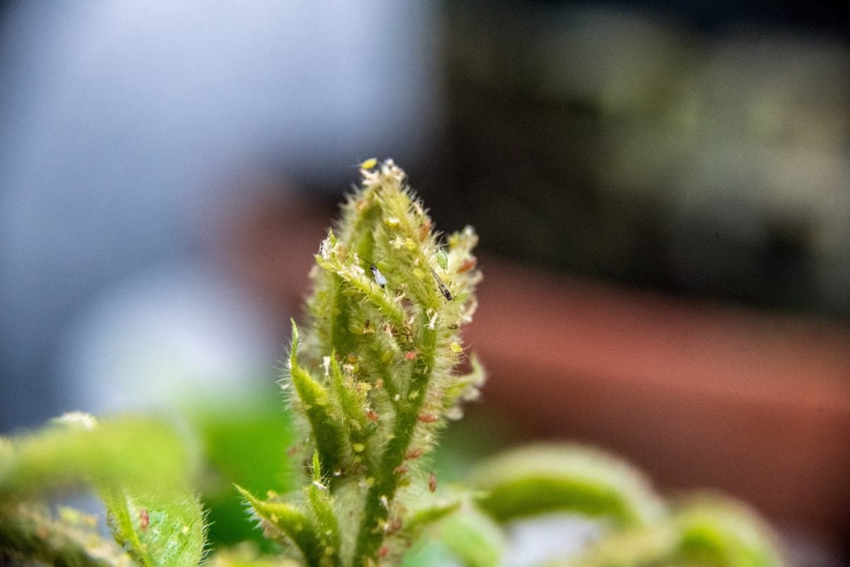 Case Study - Aphidoletes for Aphid Control - Cohen & Master Trees