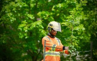 Living Memorials: Vimy Oak Trees - Cohen & Master Trees