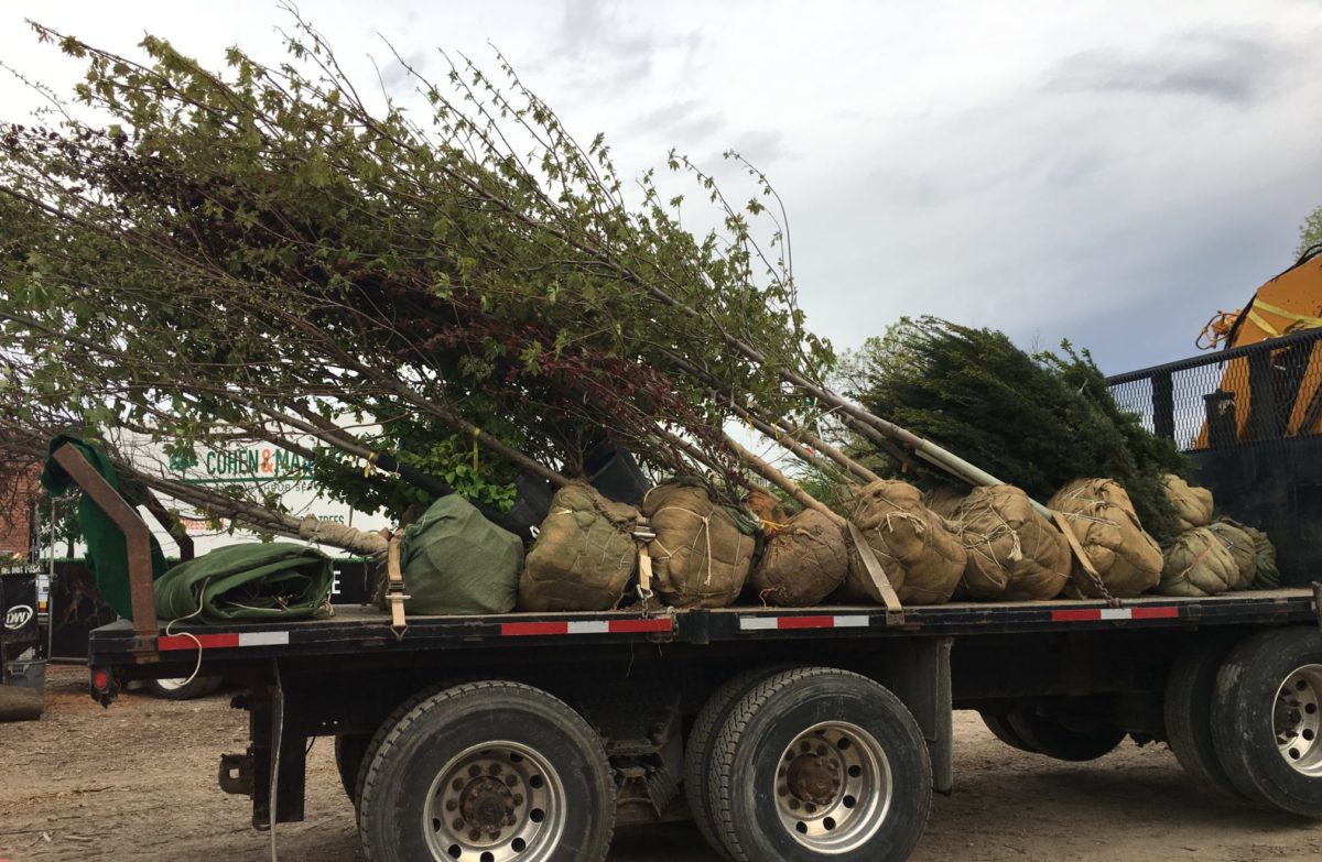 Tips for Picking the Right Tree for YOUR Property - Cohen & Master Trees