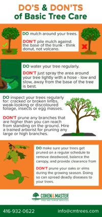DO'S and DON'TS of Basic Tree Care - Cohen & Master Trees