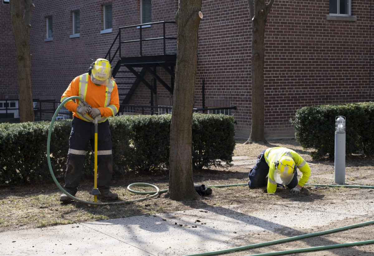 Treat your trees like FAM this Spring - Cohen & Master Trees