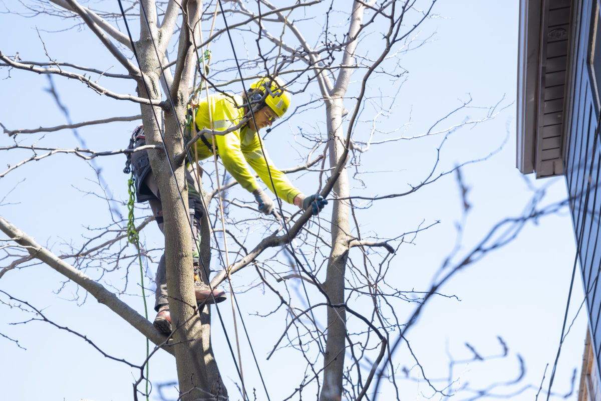 Treat your trees like FAM this Spring - Cohen & Master Trees
