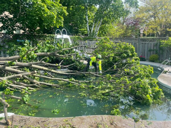 Storm Damage Prevention - How to Spot the Signs of Weakness in Your Tree - Cohen & Master Trees